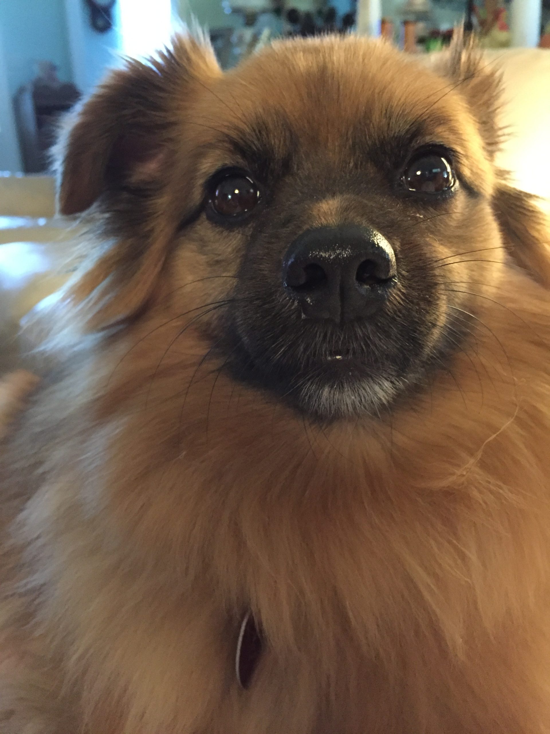 Colonial Needle Creative Ideas Blog - A blog for ColonialNeedle ...